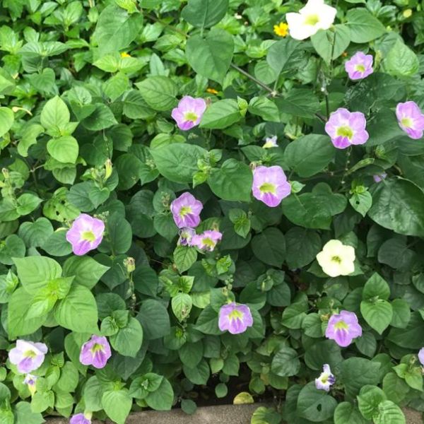 Asystasia Gangetica | Chinese violet | Creeping foxglove - GCI