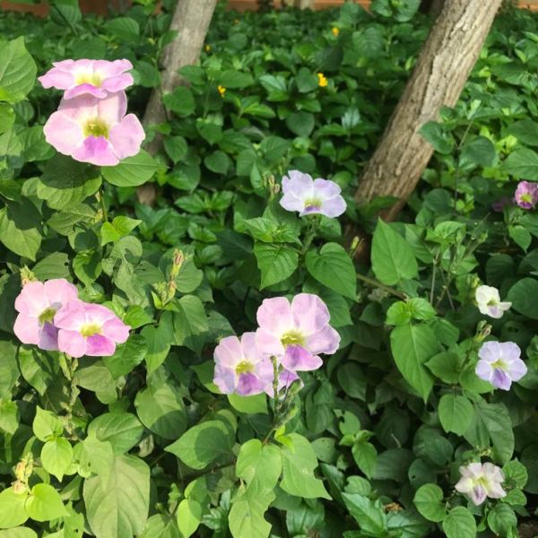 Asystasia Gangetica | Chinese violet | Creeping foxglove - GCI