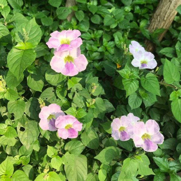 Asystasia Gangetica | Chinese violet | Creeping foxglove - GCI