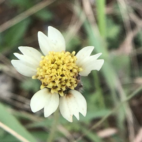 Tridax Procumbens | Coat buttons | Tridax daisy - Green Cover Initiative