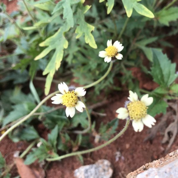 Tridax Procumbens | Coat buttons | Tridax daisy - Green Cover Initiative
