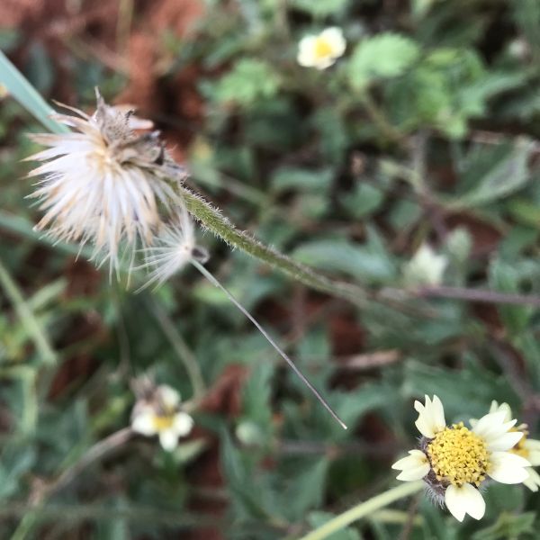Tridax Procumbens | Coat buttons | Tridax daisy - Green Cover Initiative
