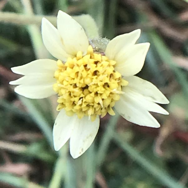 Tridax Procumbens | Coat buttons | Tridax daisy - Green Cover Initiative