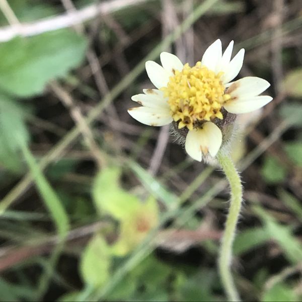 Tridax Procumbens | Coat buttons | Tridax daisy - Green Cover Initiative