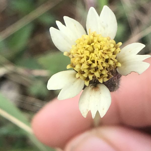 Tridax Procumbens | Coat buttons | Tridax daisy - Green Cover Initiative