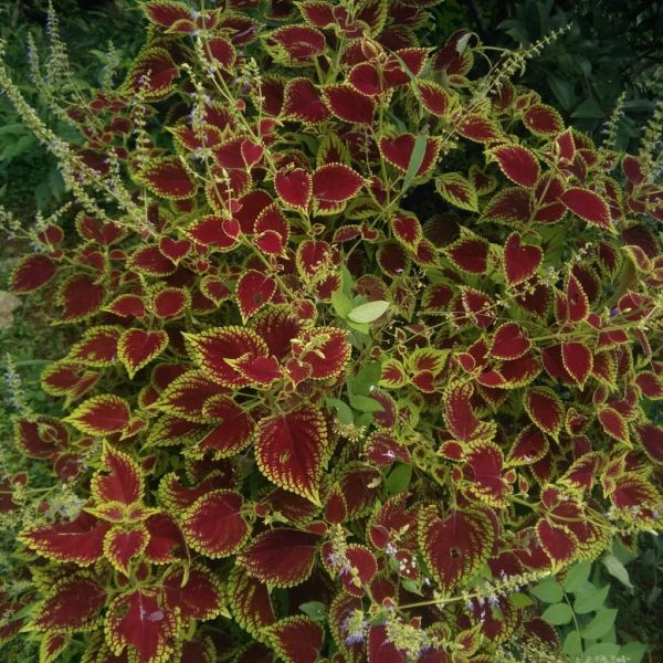 Coleus Scutellarioides | Common Coleus | Painted nettle | Coleus blumei