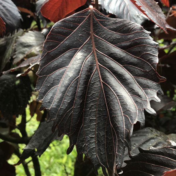 Acalypha Wilkesiana | Copperleaf | Jacob's coat - Green Catalog from GCI