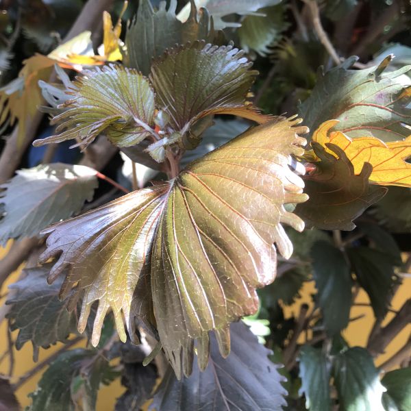 Acalypha Wilkesiana | Copperleaf | Jacob's coat - Green Catalog from GCI