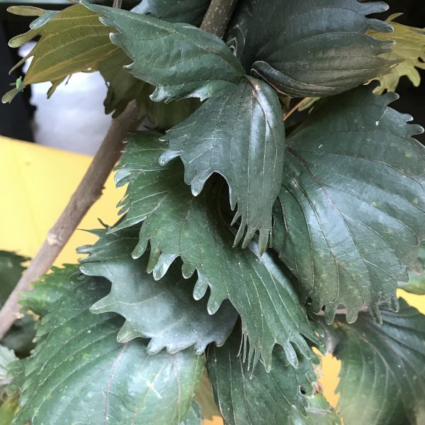 Acalypha Wilkesiana | Copperleaf | Jacob's coat - Green Catalog from GCI