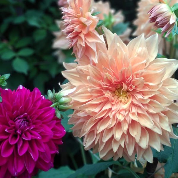 Dahlia - Green Catalog from Green Cover Initiative