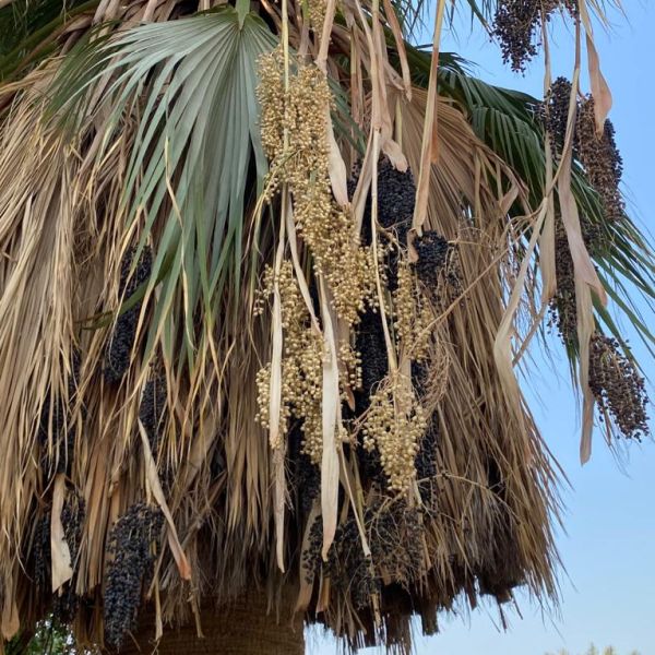 Washingtonia Filifera | Desert fan palm | Petticoat palm - Greeen Catalog