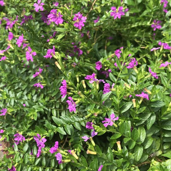 Cuphea Hyssopifolia | False heather | Mexican heather | Elfin herb- GCI