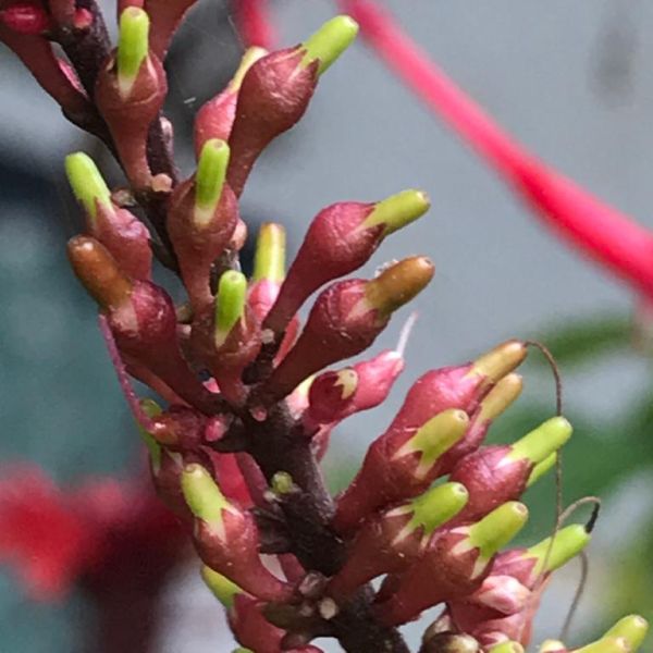 Odontonema Cuspidatum | Firespike | Mottled Toothedthread - Green Catalog