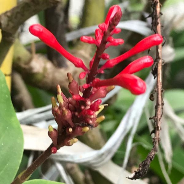 Odontonema Cuspidatum | Firespike | Mottled Toothedthread - Green Catalog