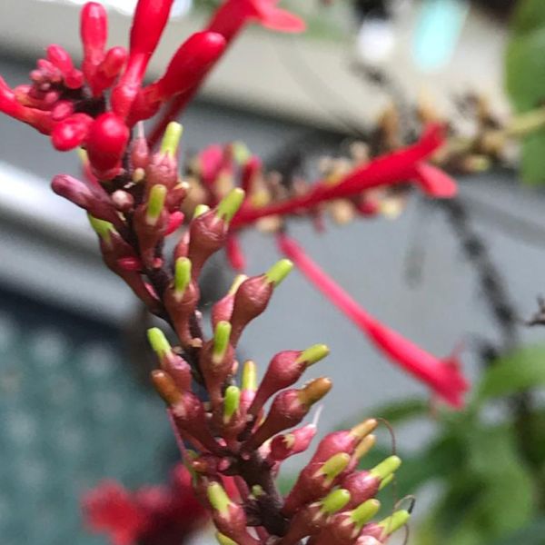 Odontonema Cuspidatum | Firespike | Mottled Toothedthread - Green Catalog