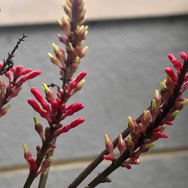 Odontonema Cuspidatum | Firespike | Mottled Toothedthread - Green Catalog