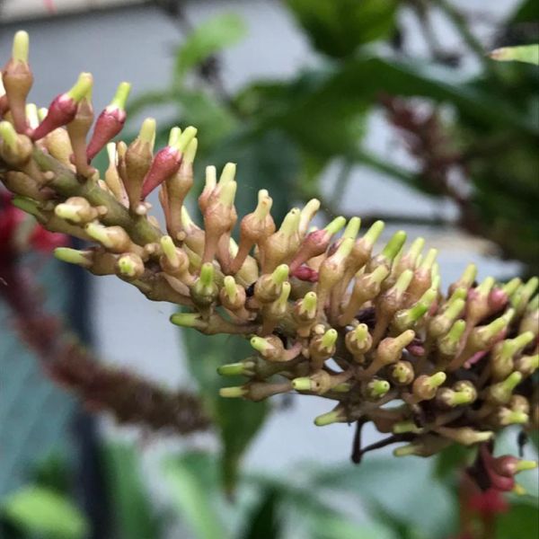 Odontonema Cuspidatum | Firespike | Mottled Toothedthread - Green Catalog