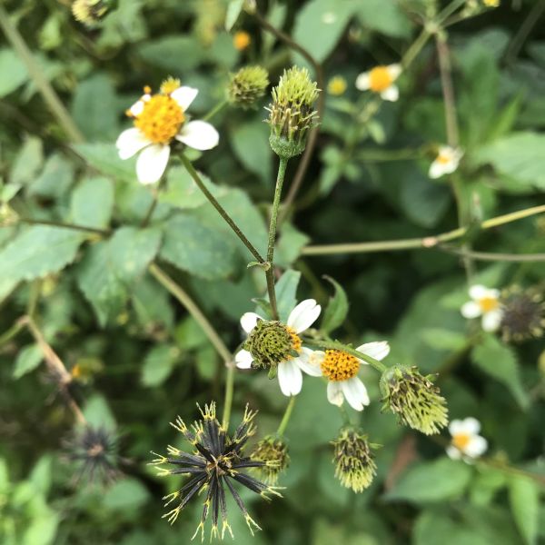 Bidens Pilosa | Beggarticks | Black-Jack | Cobbler's pegs - GCI