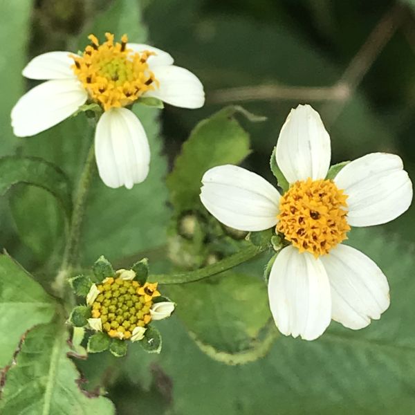 Bidens Pilosa | Beggarticks | Black-Jack | Cobbler's pegs - GCI