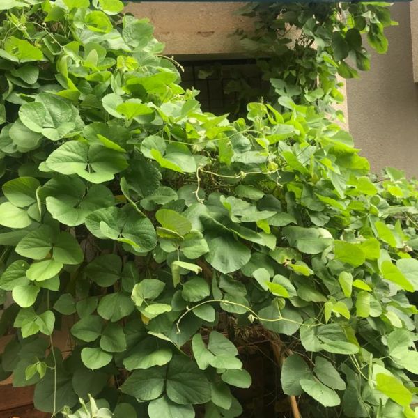 Lablab Purpureus | Hyacinth beans | Indian beans | Lablab beans - GCI