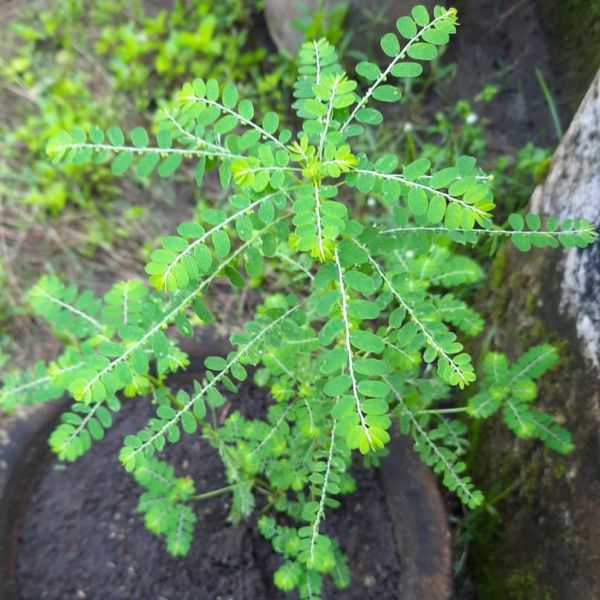 Phyllanthus Niruri | Keezhanelli | Stone breaker | Seed under leaf - GCI