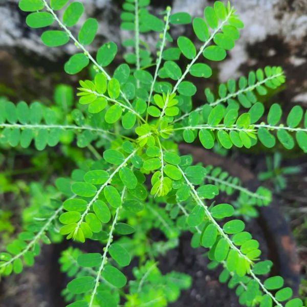 Phyllanthus Niruri | Keezhanelli | Stone breaker | Seed under leaf - GCI