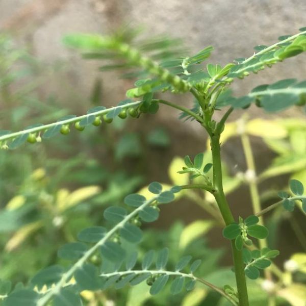 Phyllanthus Niruri | Keezhanelli | Stone breaker | Seed under leaf - GCI