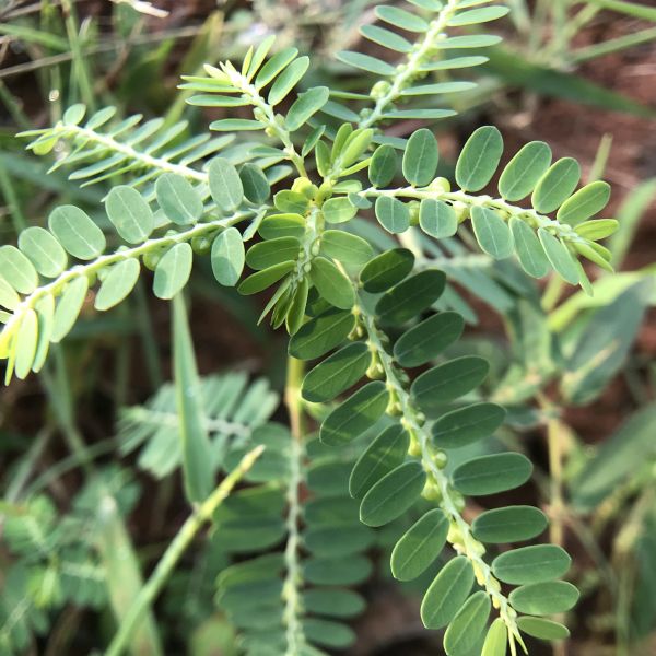 Phyllanthus Niruri | Keezhanelli | Stone breaker | Seed under leaf - GCI