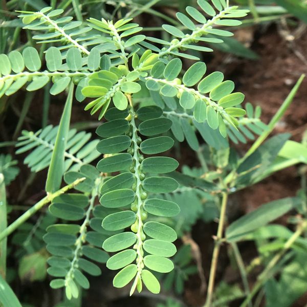 Phyllanthus Niruri | Keezhanelli | Stone breaker | Seed under leaf - GCI