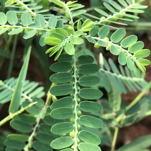 Phyllanthus Niruri | Keezhanelli | Stone breaker | Seed under leaf - GCI