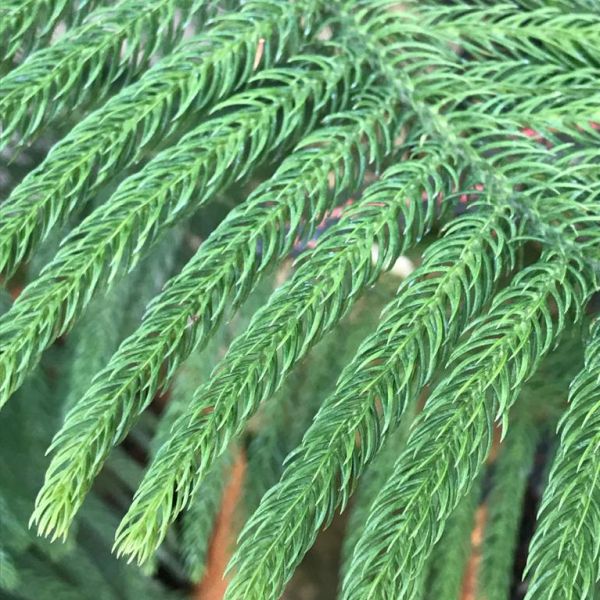 Araucaria Heterophylla | Norfolk island pine | Star pine - Green Catalog