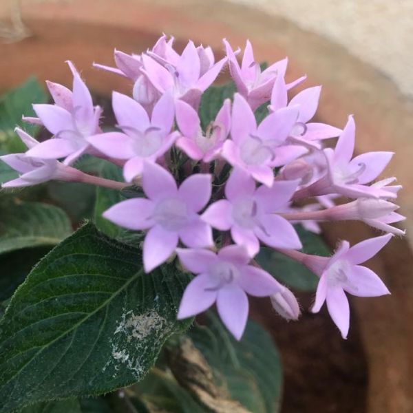 Pentas Lanceolata | Pentas | Egyptian star flower | Star cluster