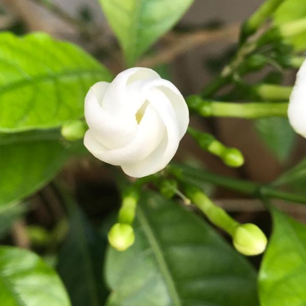 Tabernaemontana Divaricata | Pinwheel flower | Crape jasmine, Tagar plant