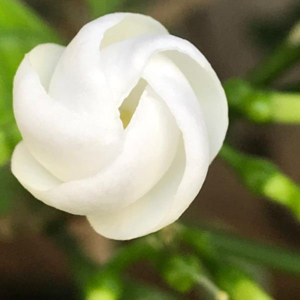 Tabernaemontana Divaricata | Pinwheel flower | Crape jasmine, Tagar plant