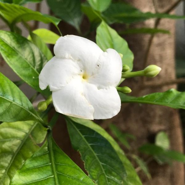 Tabernaemontana Divaricata | Pinwheel flower | Crape jasmine, Tagar plant