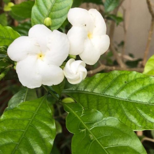 Tabernaemontana Divaricata | Pinwheel flower | Crape jasmine, Tagar plant