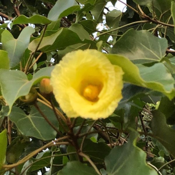 Thespesia Populnea | Portia tree | Indian tulip tree | Milo - Green Catalog