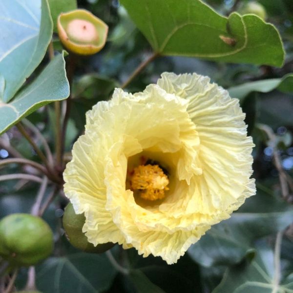 Thespesia Populnea | Portia tree | Indian tulip tree | Milo - Green Catalog