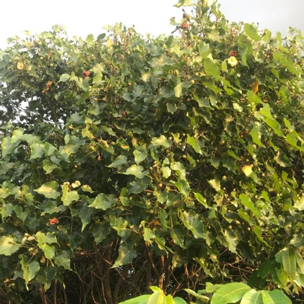 Thespesia Populnea | Portia tree | Indian tulip tree | Milo - Green Catalog