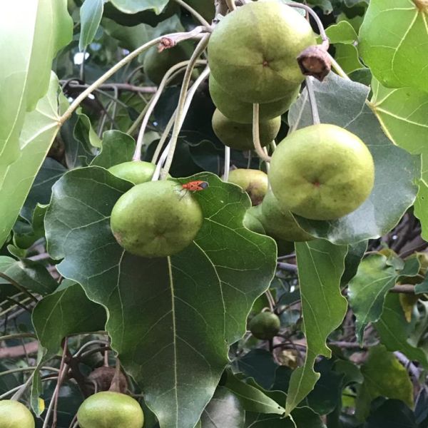 Thespesia Populnea | Portia tree | Indian tulip tree | Milo - Green Catalog