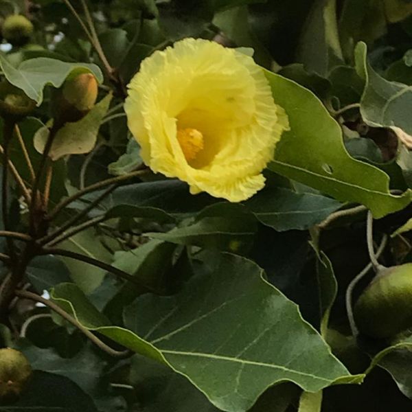 Thespesia Populnea | Portia tree | Indian tulip tree | Milo - Green Catalog