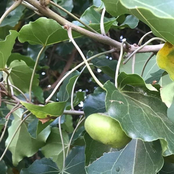 Thespesia Populnea | Portia tree | Indian tulip tree | Milo - Green Catalog