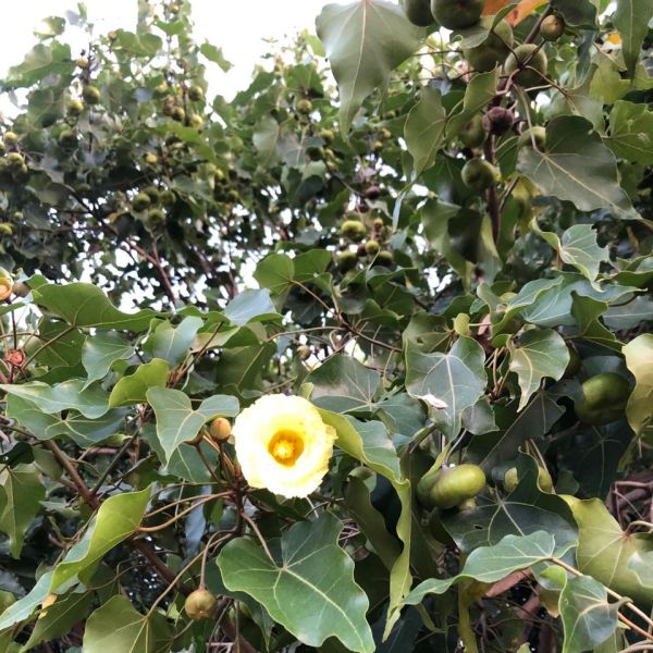 Thespesia Populnea | Portia tree | Indian tulip tree | Milo - Green Catalog