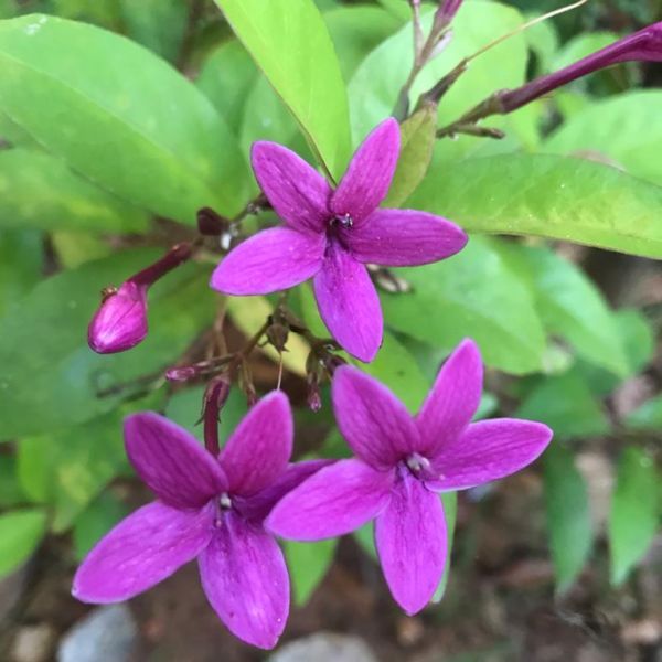 Pseuderanthemum | Eranthemum – Green Catalog