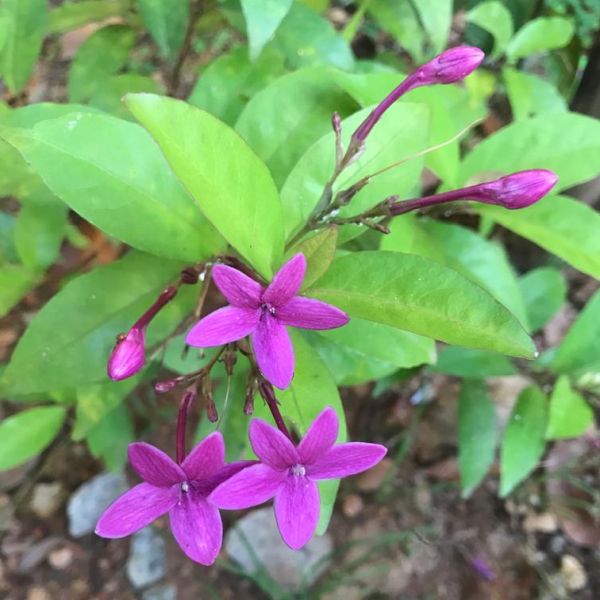Pseuderanthemum | Eranthemum – Green Catalog