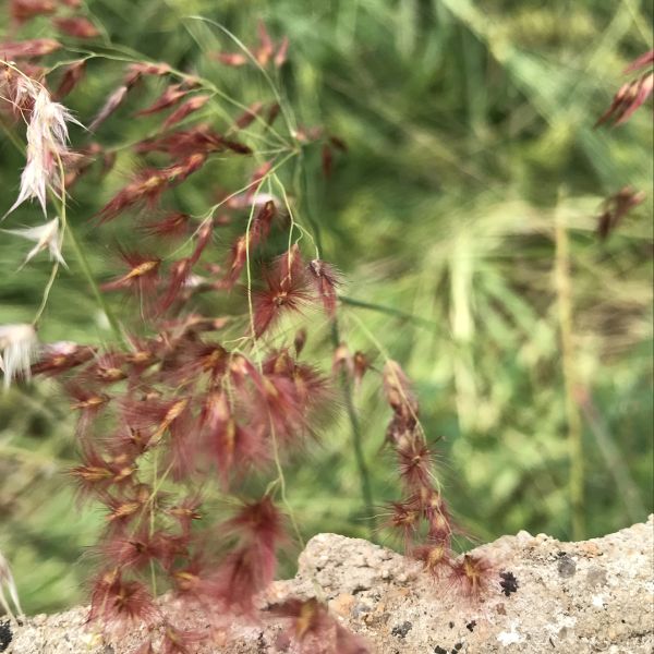 Melinis Repens | Rose natal grass | Natal grass | Natal red top - GCI