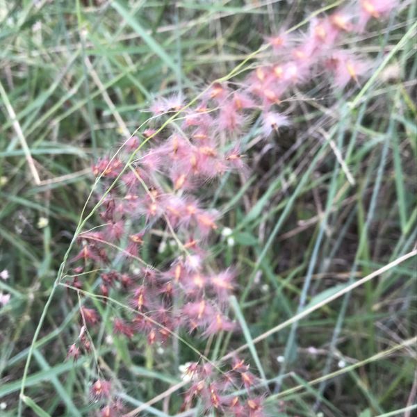 Melinis Repens | Rose natal grass | Natal grass | Natal red top - GCI