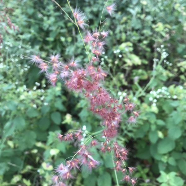 Melinis Repens | Rose natal grass | Natal grass | Natal red top - GCI