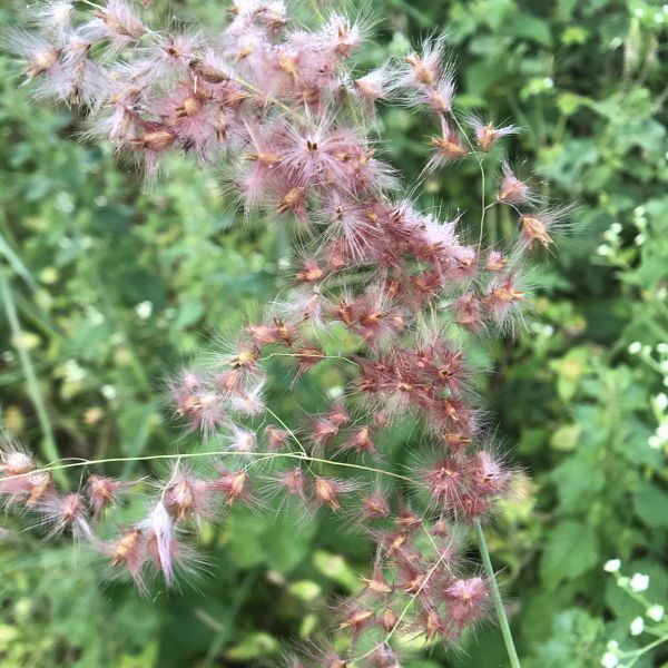 Melinis Repens | Rose natal grass | Natal grass | Natal red top - GCI