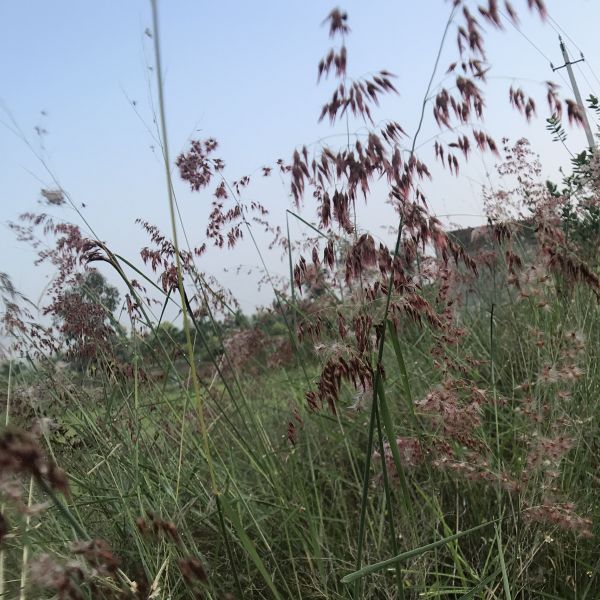 Melinis Repens | Rose natal grass | Natal grass | Natal red top - GCI